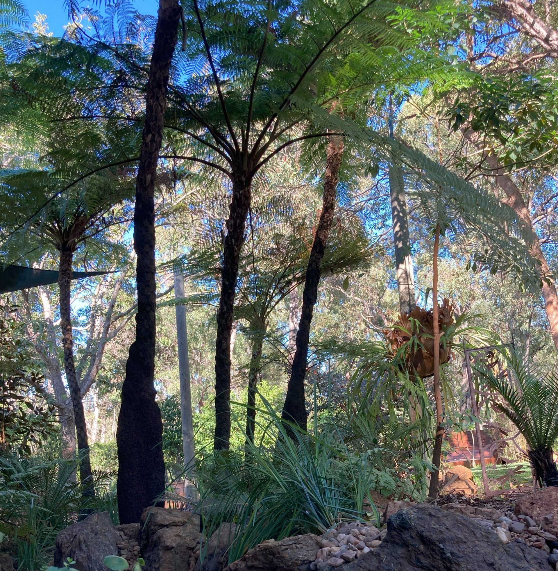 Roleystone Tree Fern Stream - Think Green Western Australia